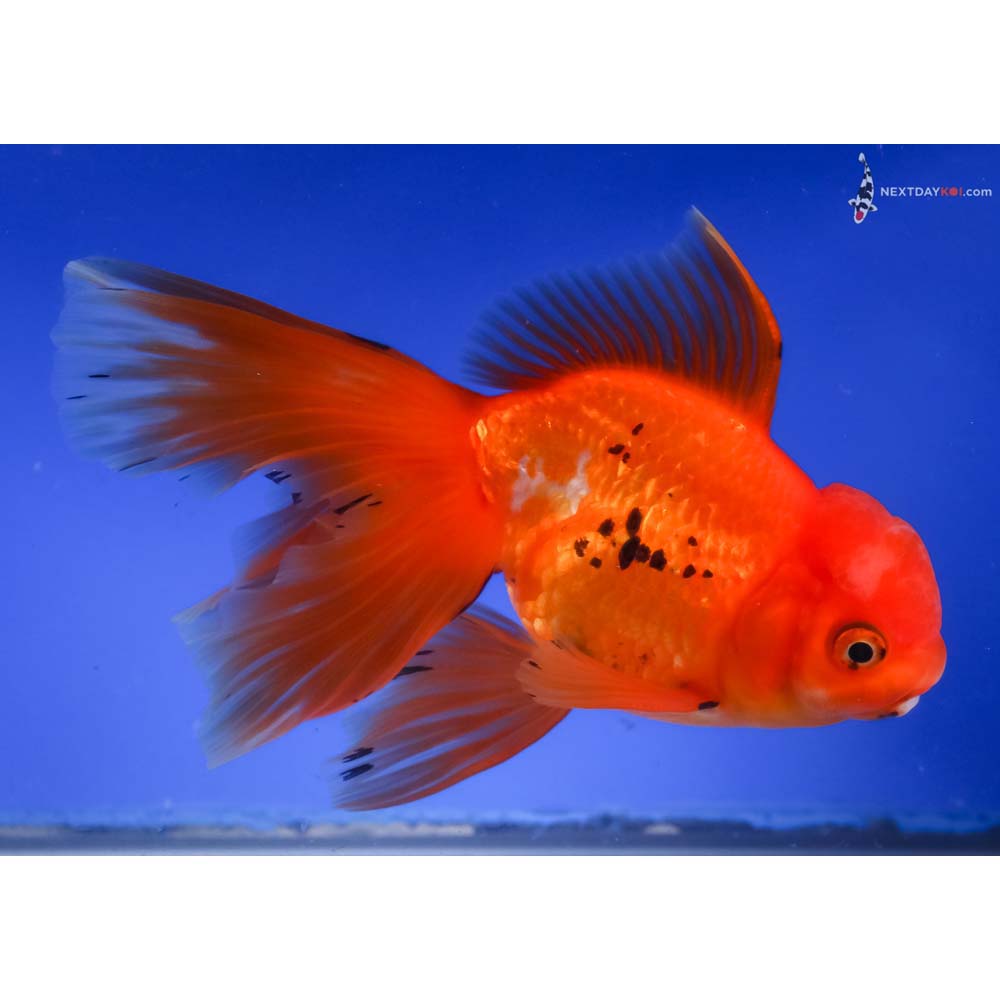 6.5” Imported Calico Oranda | Next Day Koi