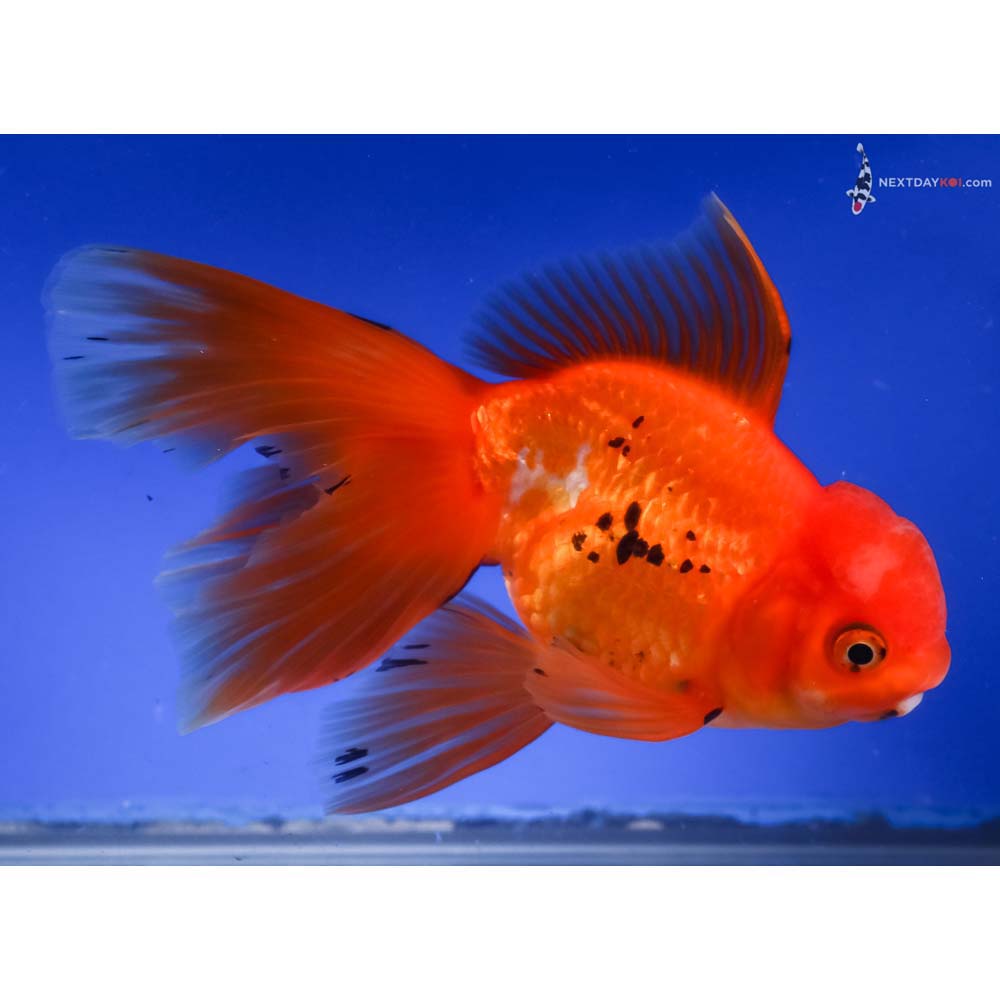 6.5” Imported Calico Oranda | Next Day Koi