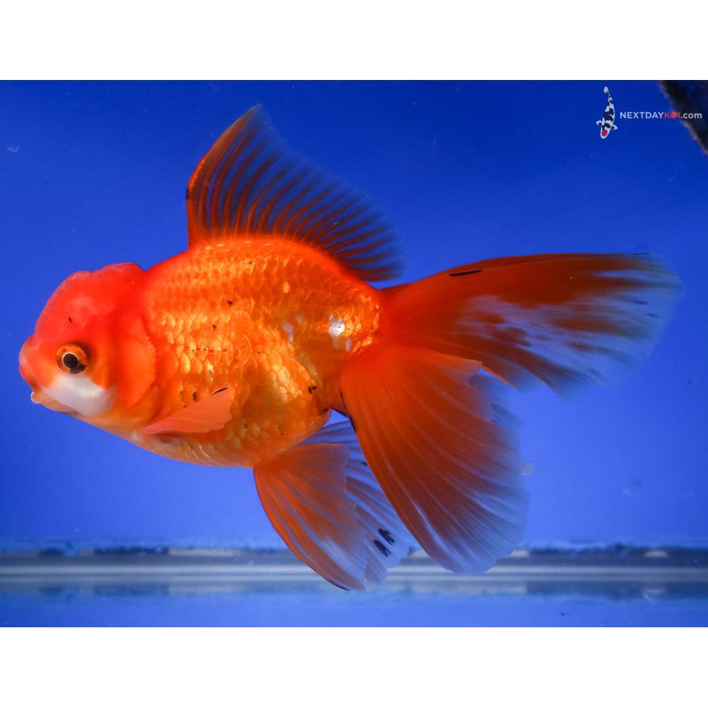 6.5” Imported Calico Oranda | Next Day Koi