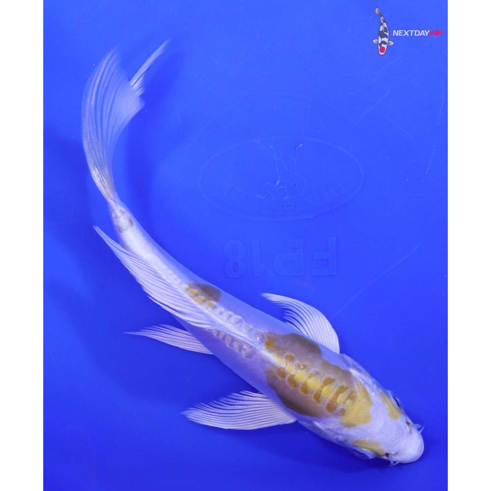 5.5” Imported Doitsu Lemon Hariwake Butterfly Koi | Next Day Koi