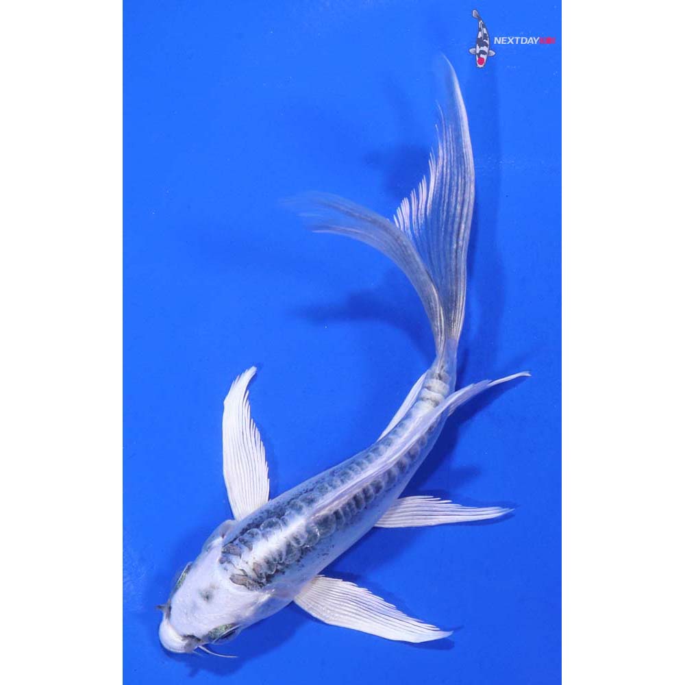 5” Imported Doitsu Blue Gin Matsuba Butterfly Koi | Next Day Koi | Koi ...