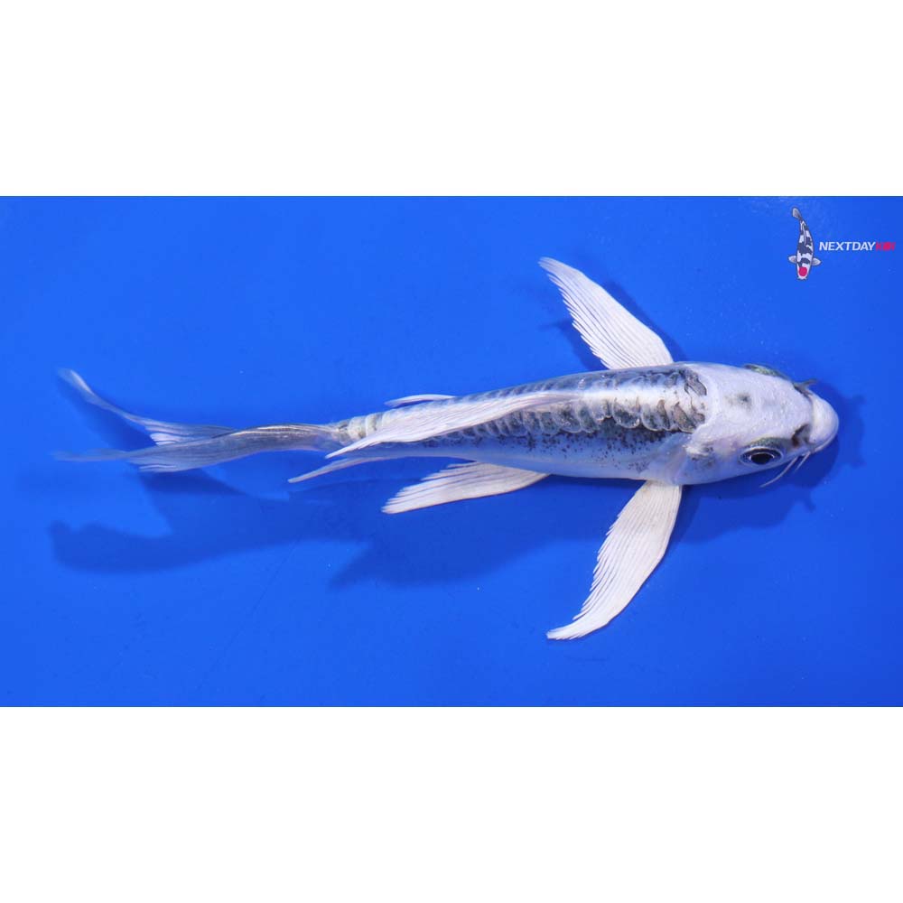 5” Imported Doitsu Blue Gin Matsuba Butterfly Koi | Next Day Koi | Koi ...
