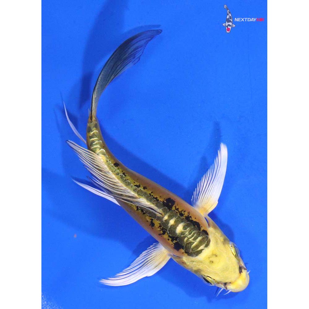 4” Imported Doitsu Ki Matsuba Butterfly Koi | Next Day Koi