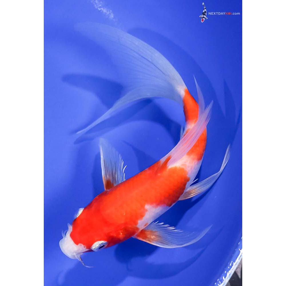 6.5” Imported Glass Fin Kohaku Butterfly Koi | Next Day Koi | Koi Fish ...