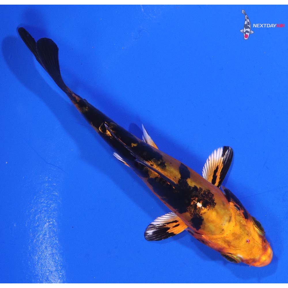 3.5” Imported Doitsu Kin Aka Bekko | Next Day Koi | Koi Fish For Sale