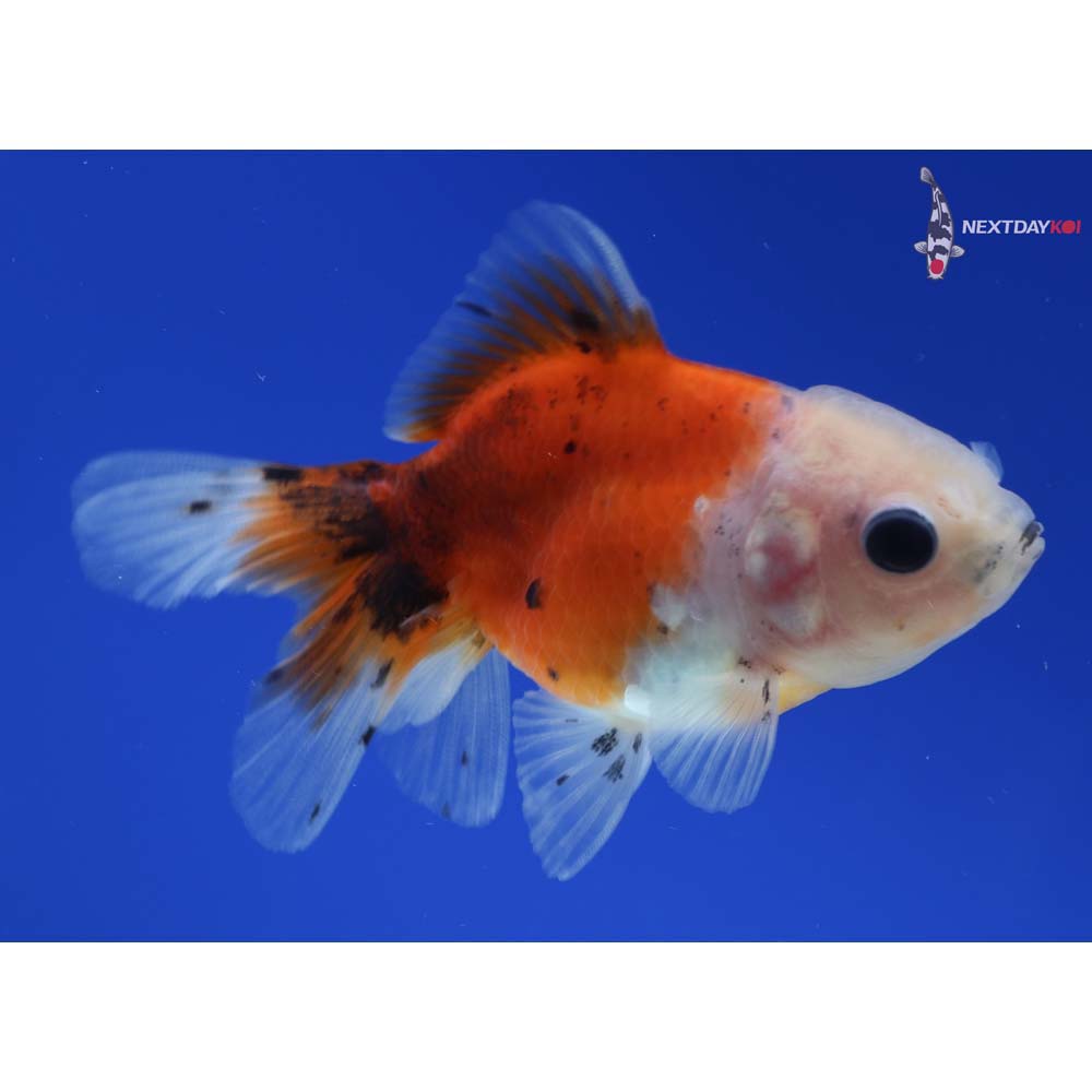 3” Imported Calico Oranda | Next Day Koi