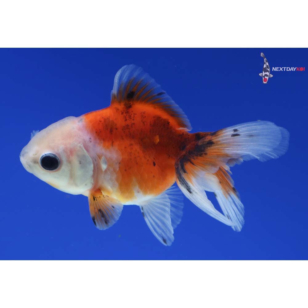 3” Imported Calico Oranda | Next Day Koi