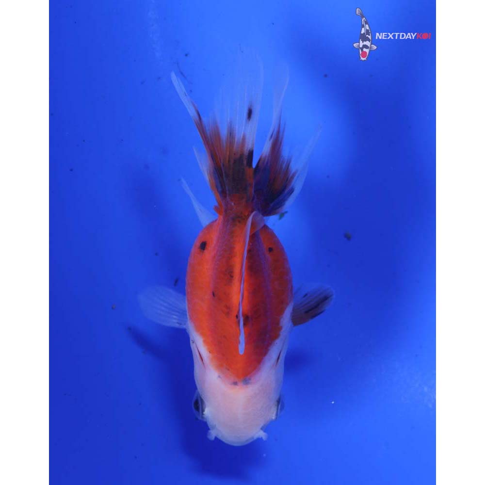 3” Imported Calico Oranda | Next Day Koi