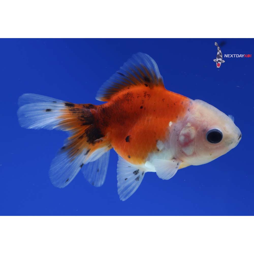 3” Imported Calico Oranda | Next Day Koi