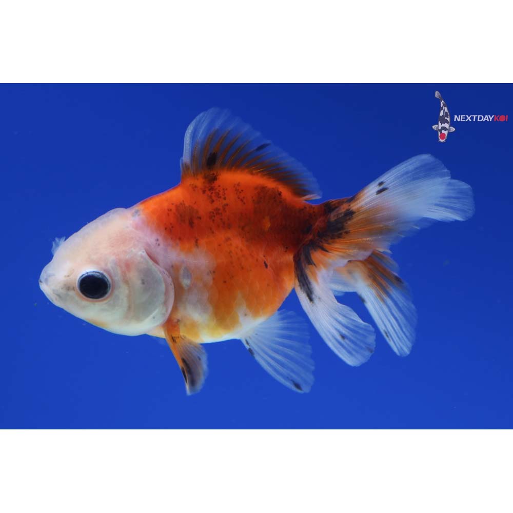 3” Imported Calico Oranda | Next Day Koi