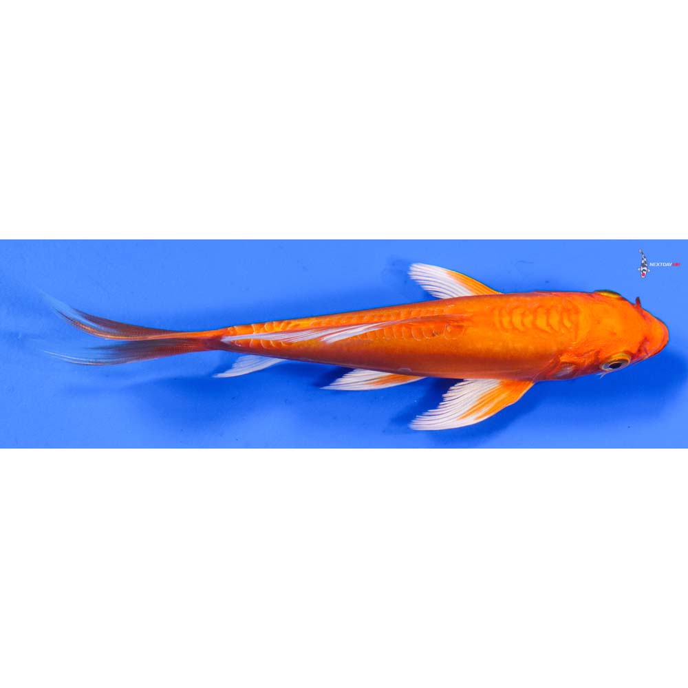 6” Imported Doitsu Orenji Ogon Butterfly Koi | Next Day Koi