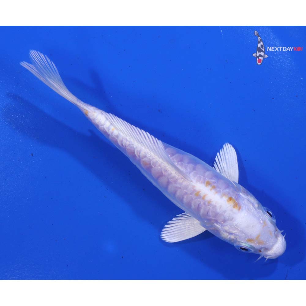 4.5” Imported Armor Scaled Lemon Hariwake | Next Day Koi | Koi Fish For ...
