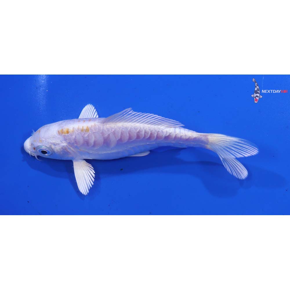 4.5” Imported Armor Scaled Lemon Hariwake | Next Day Koi | Koi Fish For ...