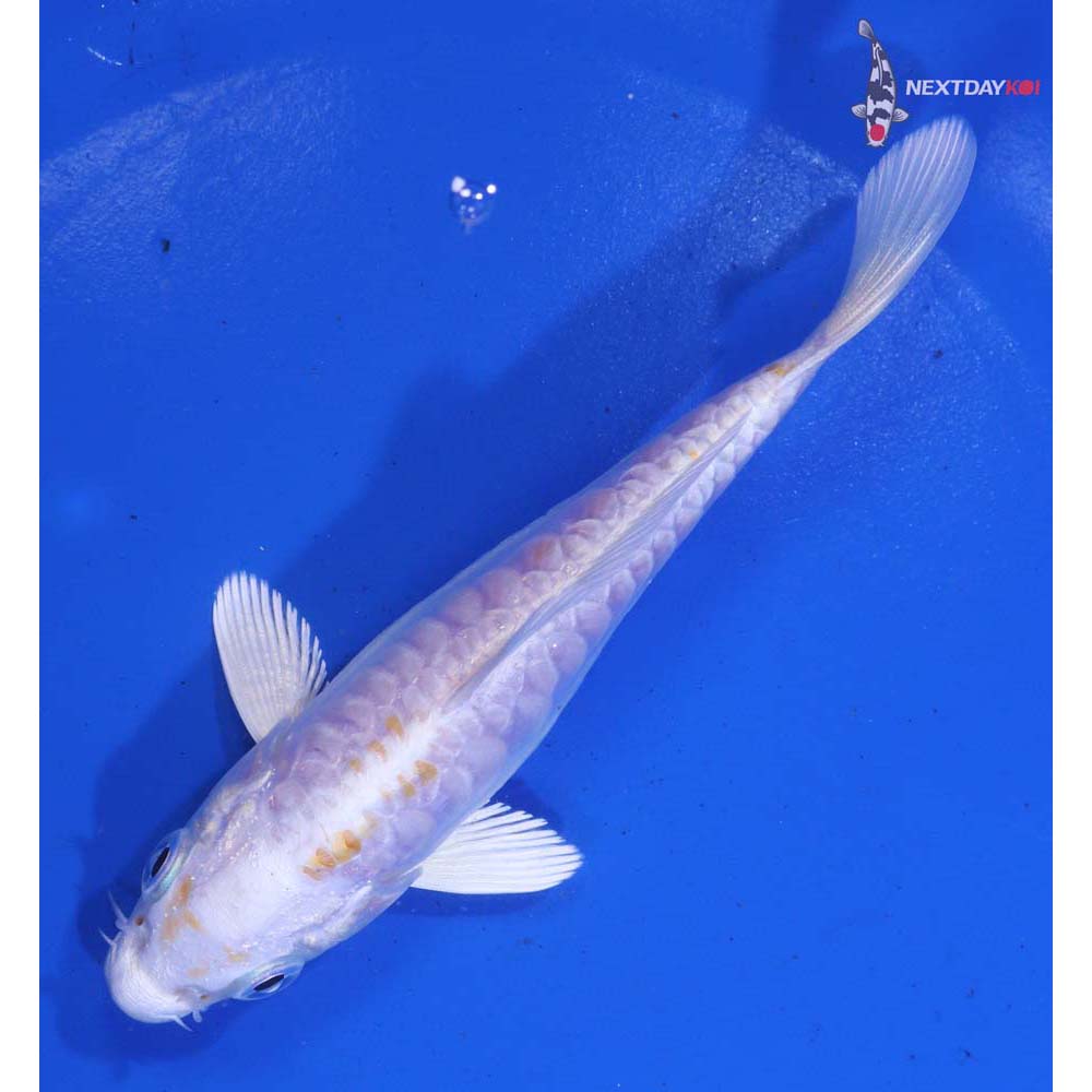 4.5” Imported Armor Scaled Lemon Hariwake | Next Day Koi | Koi Fish For ...