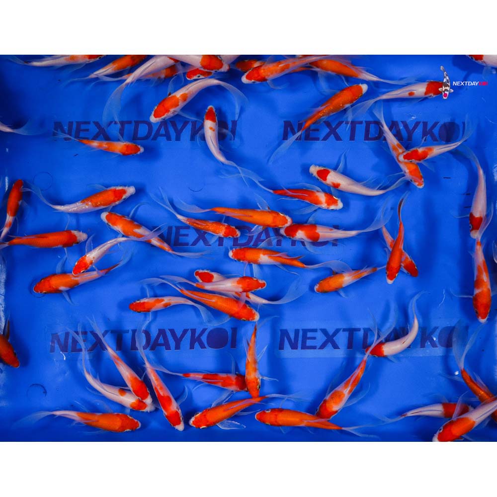 4-5" Imported Kohaku Butterfly Koi Mix | Next Day Koi | Koi Fish For Sale