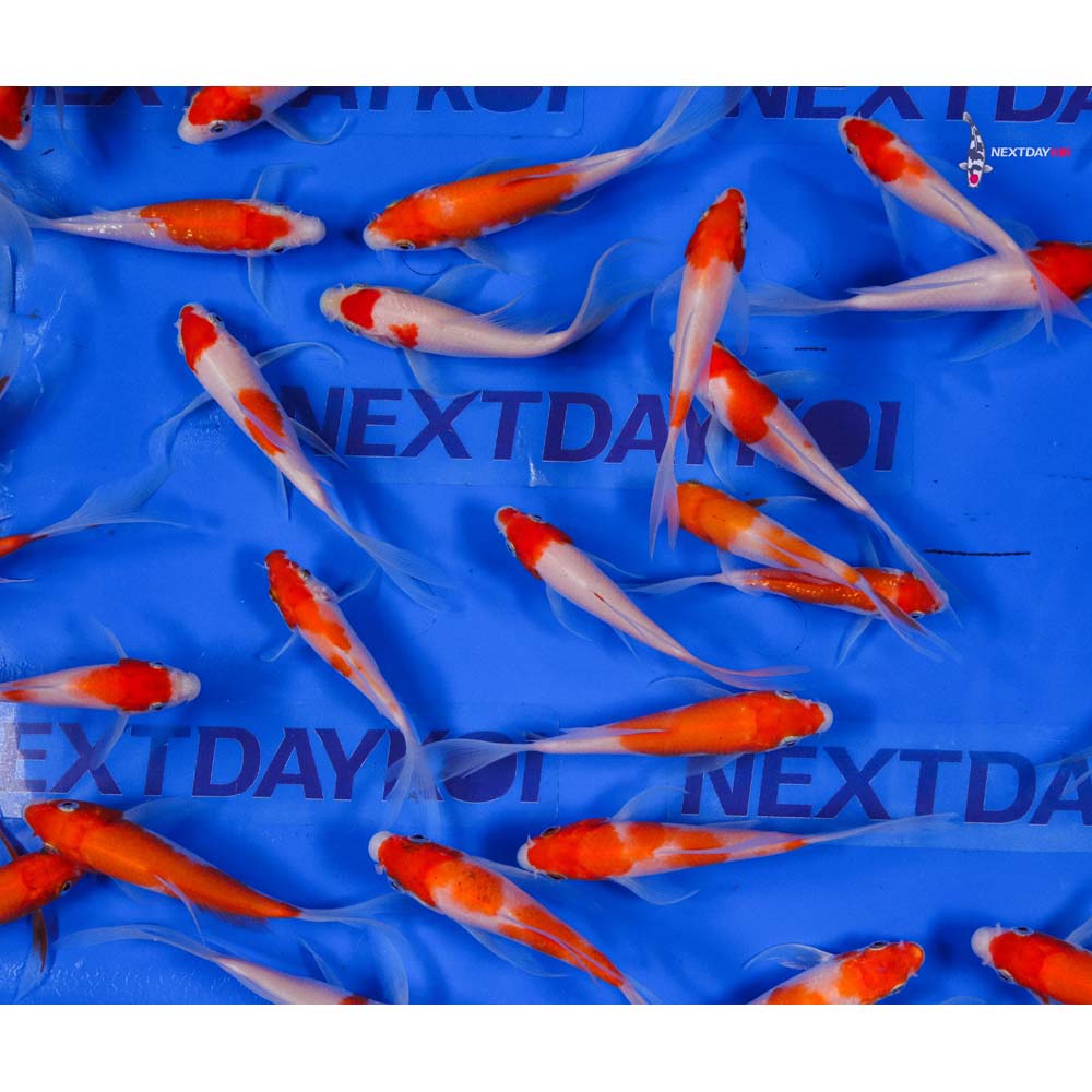 4-5" Imported Kohaku Butterfly Koi Mix | Next Day Koi | Koi Fish For Sale
