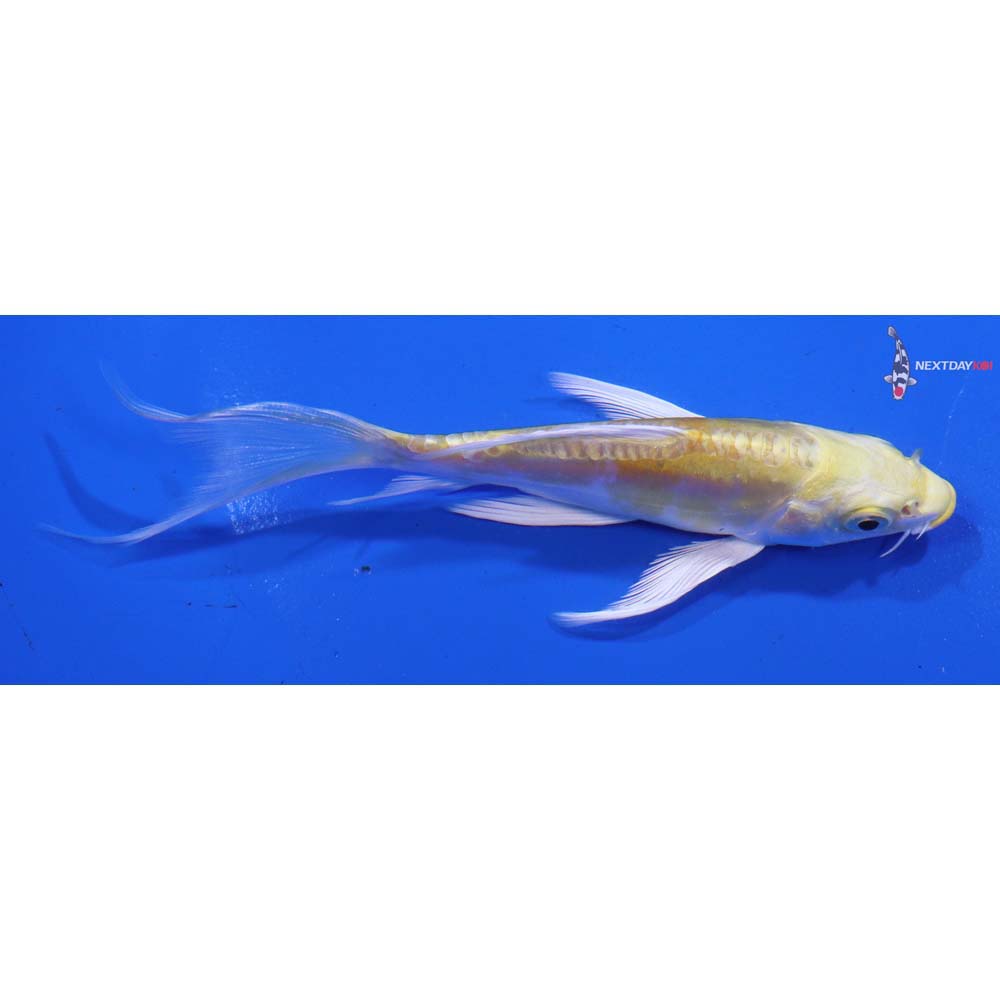 5” Imported Doitsu Lemon Hariwake Butterfly Koi | Next Day Koi | Koi ...