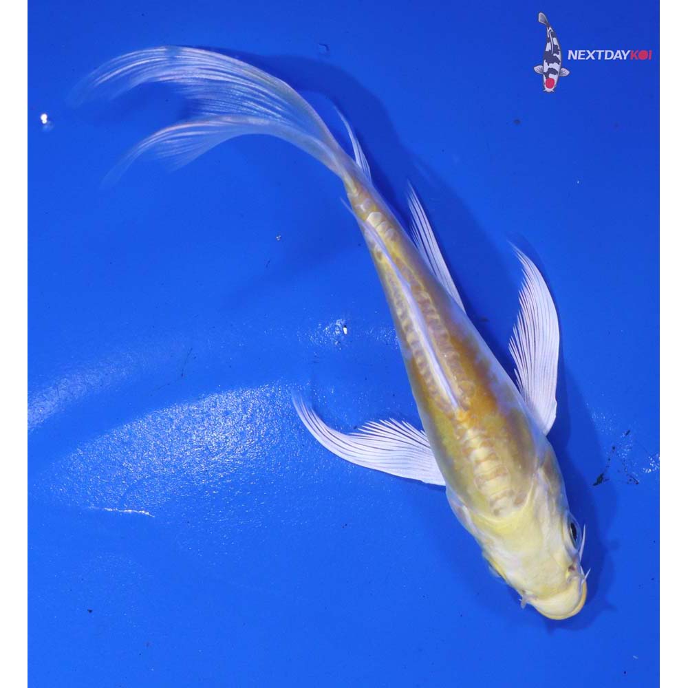 5” Imported Doitsu Lemon Hariwake Butterfly Koi | Next Day Koi | Koi ...