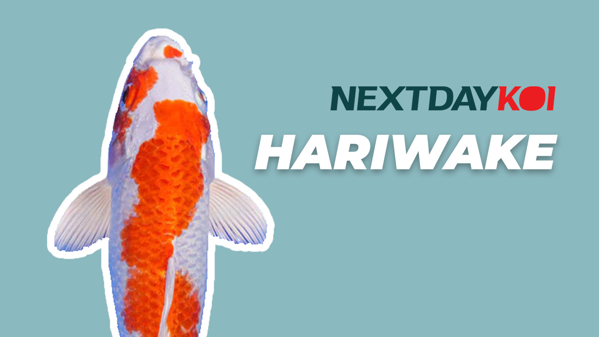 Hariwake Koi Fish For Sale | Next Day Koi
