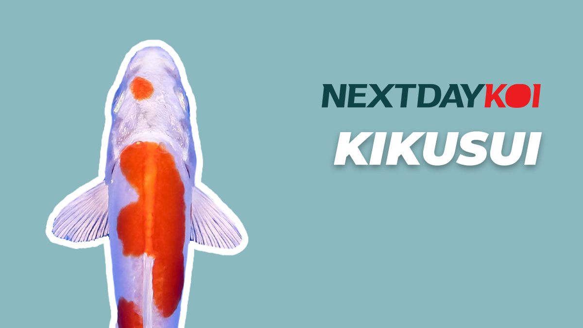 Kikusui Koi Fish For Sale | Next Day Koi