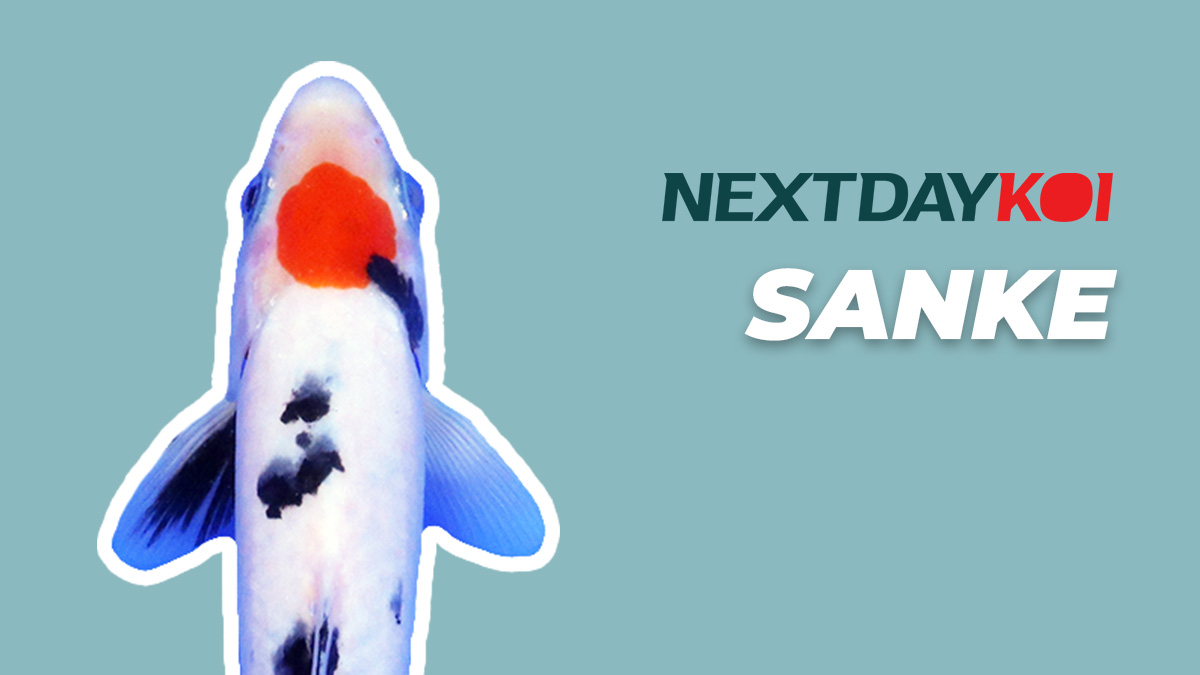 Sanke Koi Fish For Sale | Next Day Koi