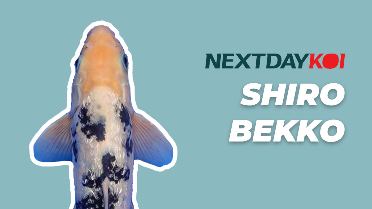 Shiro Bekko Koi Fish For Sale | Next Day Koi