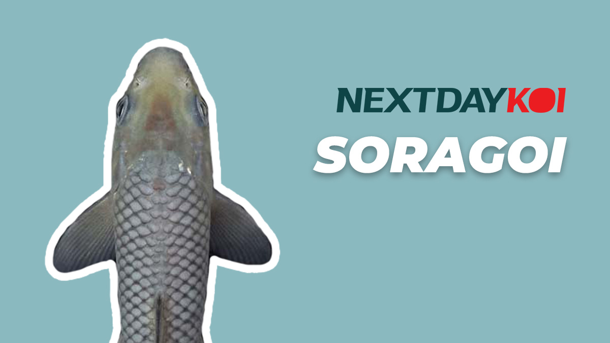 Soragoi Koi Fish For Sale | Next Day Koi