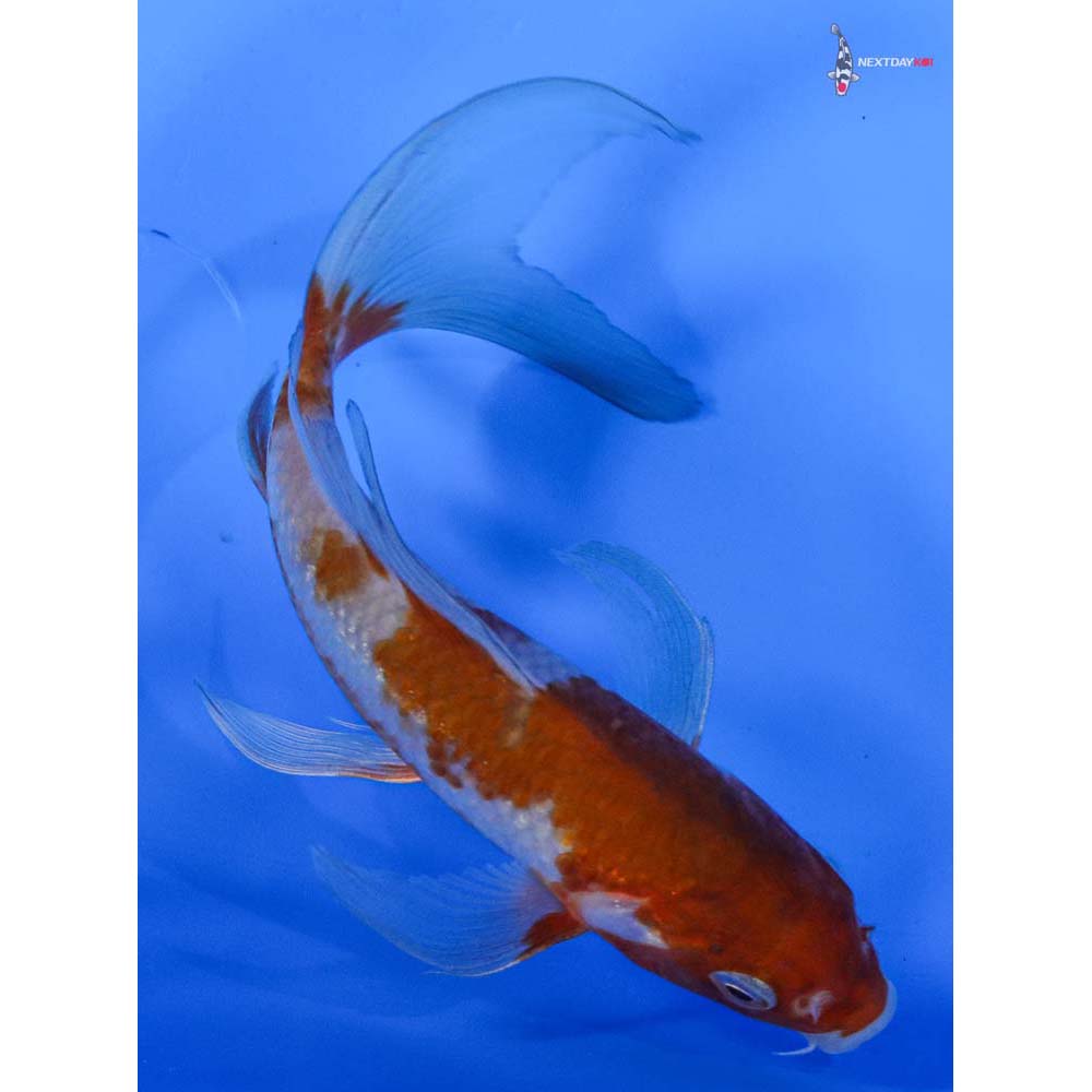 5.5” Imported Ochiba Shigure Butterfly Koi | Next Day Koi | Koi Fish ...