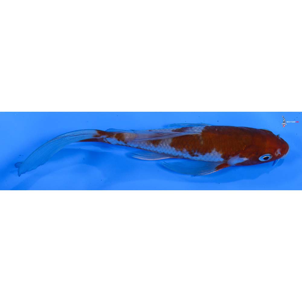 5.5” Imported Ochiba Shigure Butterfly Koi | Next Day Koi | Koi Fish ...