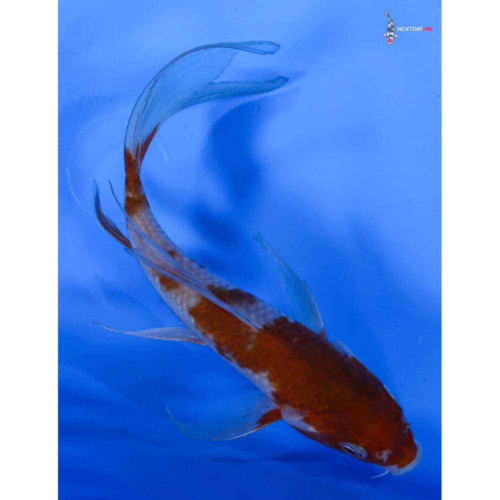 5.5” Imported Ochiba Shigure Butterfly Koi | Next Day Koi | Koi Fish ...