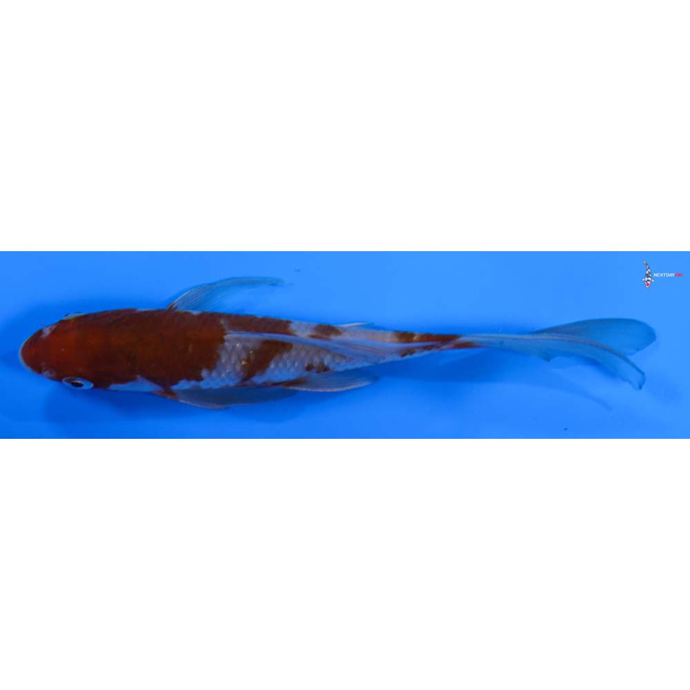 5.5” Imported Ochiba Shigure Butterfly Koi | Next Day Koi | Koi Fish ...