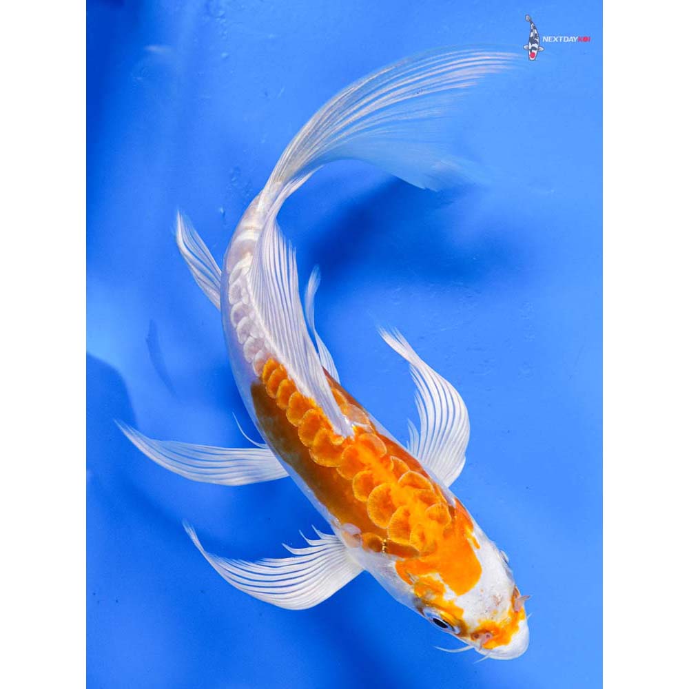 6.5” Imported Kikusui Butterfly Koi | Next Day Koi | Koi Fish For Sale