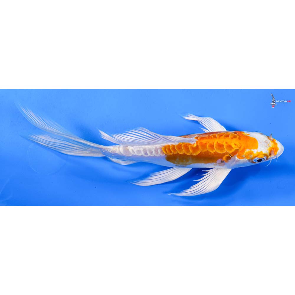 6.5” Imported Kikusui Butterfly Koi | Next Day Koi | Koi Fish For Sale