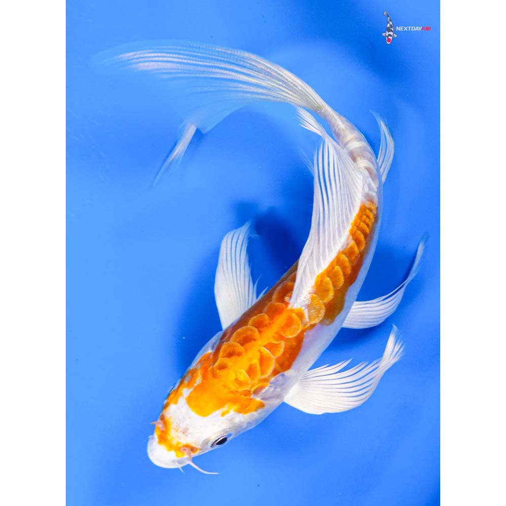 6.5” Imported Kikusui Butterfly Koi | Next Day Koi | Koi Fish For Sale