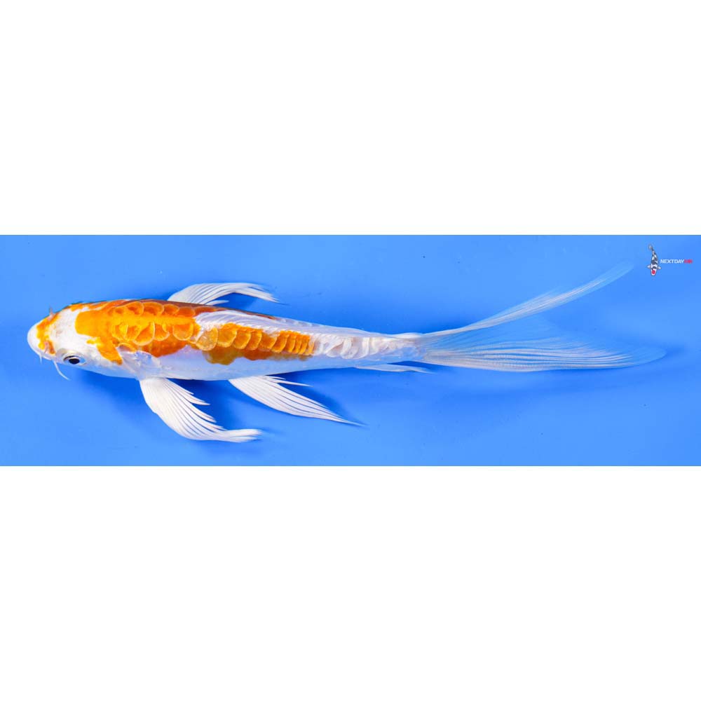 6.5” Imported Kikusui Butterfly Koi | Next Day Koi | Koi Fish For Sale