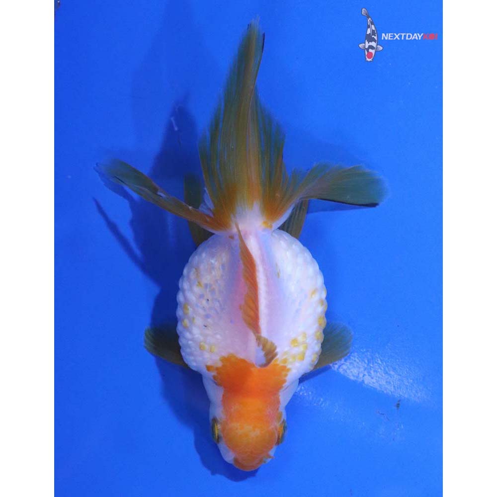 4” Imported Yellow and White Pearlscale | Next Day Koi | Koi Fish For Sale