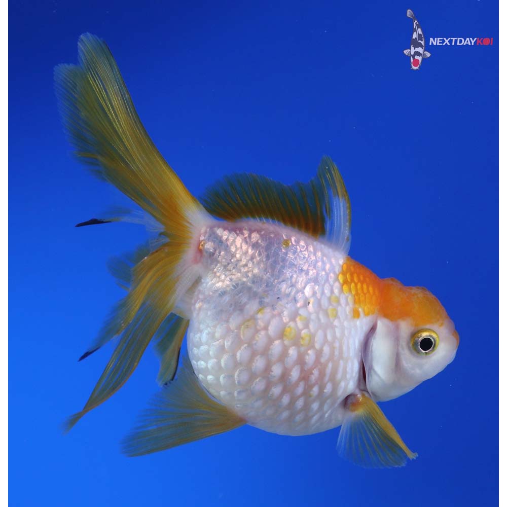 4” Imported Yellow and White Pearlscale | Next Day Koi | Koi Fish For Sale