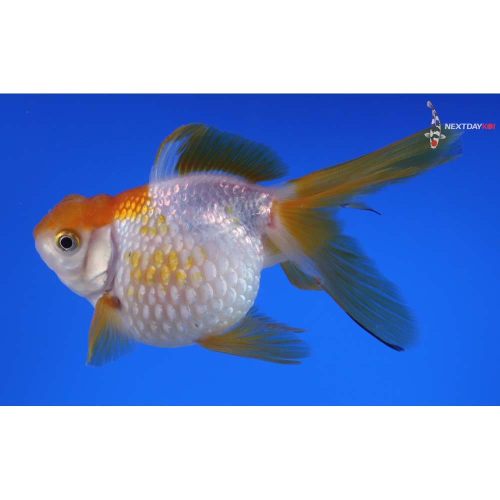 4” Imported Yellow and White Pearlscale | Next Day Koi | Koi Fish For Sale