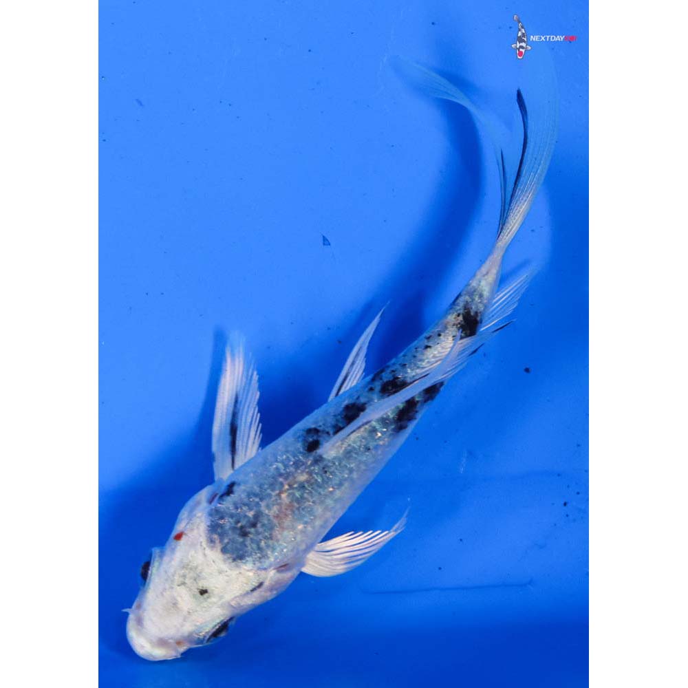 4” Imported Gin Shiro Bekko Butterfly Koi | Next Day Koi | Koi Fish For ...