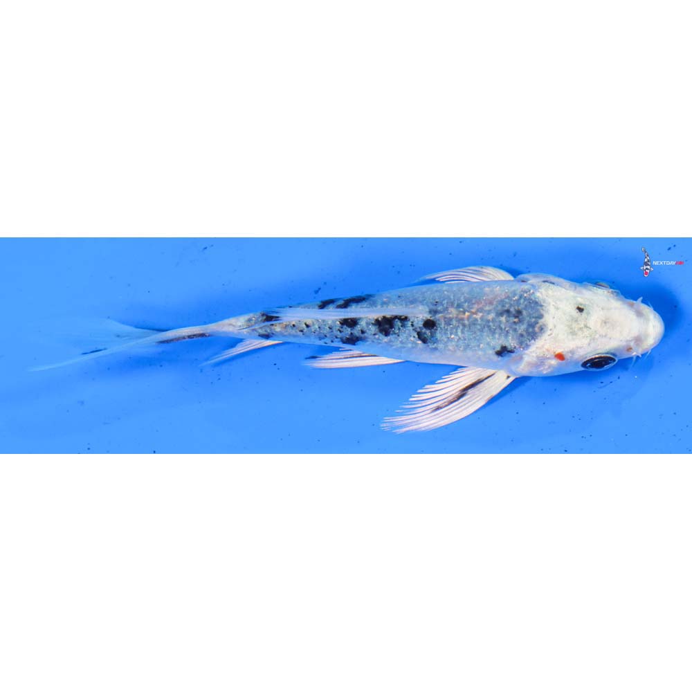 4” Imported Gin Shiro Bekko Butterfly Koi | Next Day Koi | Koi Fish For ...