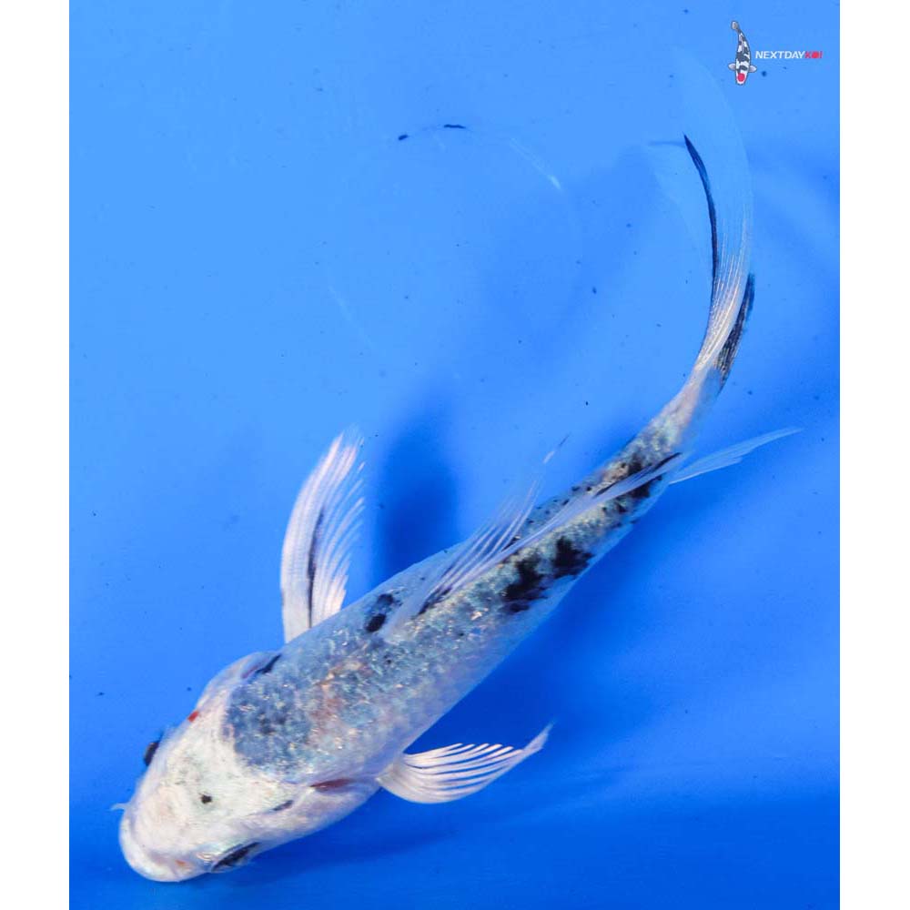 4” Imported Gin Shiro Bekko Butterfly Koi | Next Day Koi | Koi Fish For ...