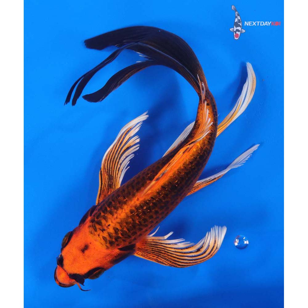 7.5” Imported Orenji Matsuba Butterfly Koi | Next Day Koi | Koi Fish ...