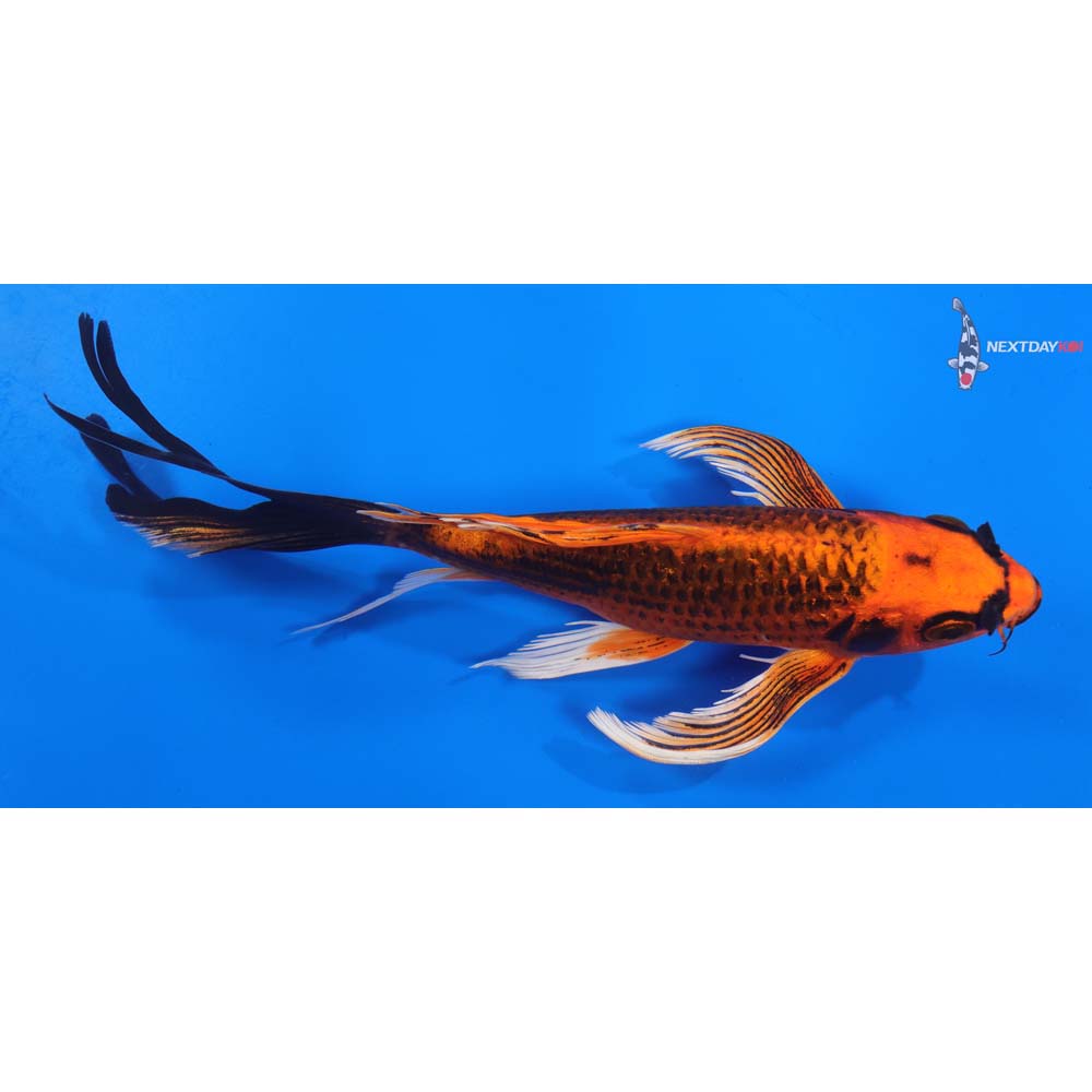 7.5” Imported Orenji Matsuba Butterfly Koi | Next Day Koi | Koi Fish ...