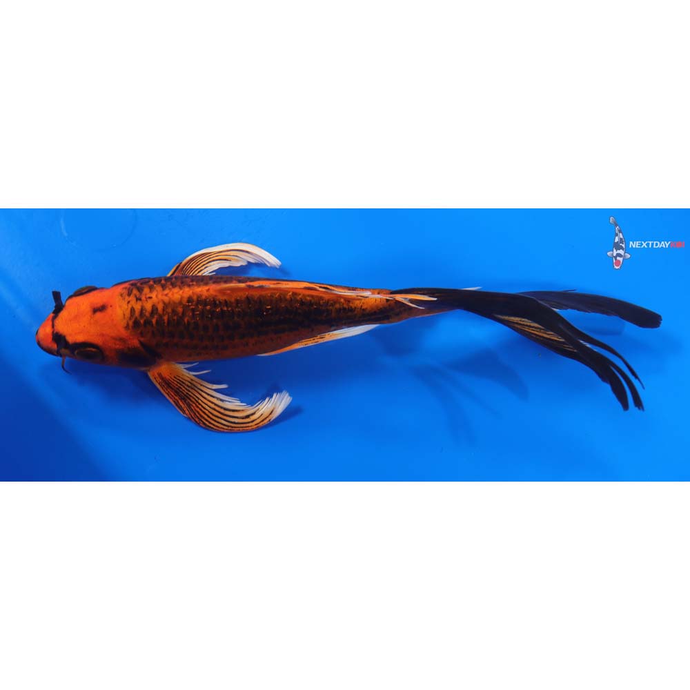 7.5” Imported Orenji Matsuba Butterfly Koi | Next Day Koi | Koi Fish ...