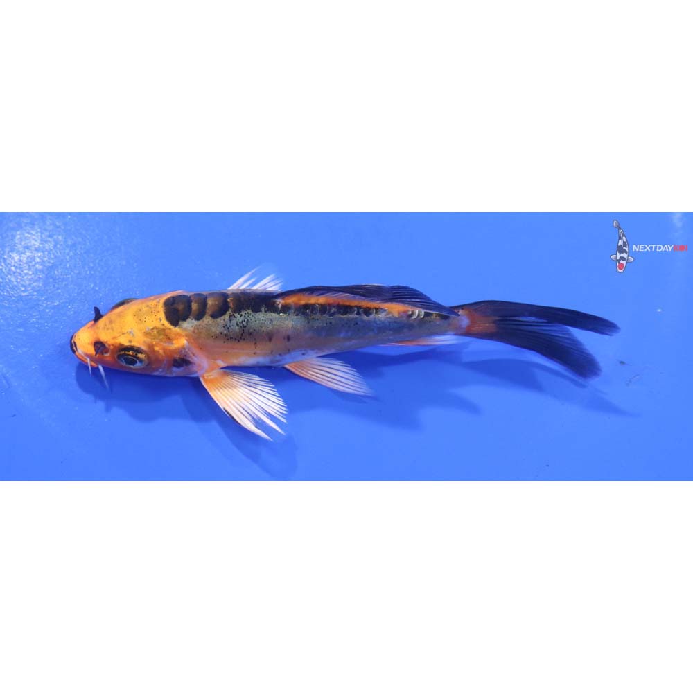 4” Imported Doitsu Orenji Matsuba Butterfly Koi | Next Day Koi | Koi ...