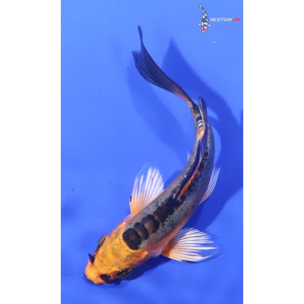4” Imported Doitsu Orenji Matsuba Butterfly Koi | Next Day Koi | Koi ...