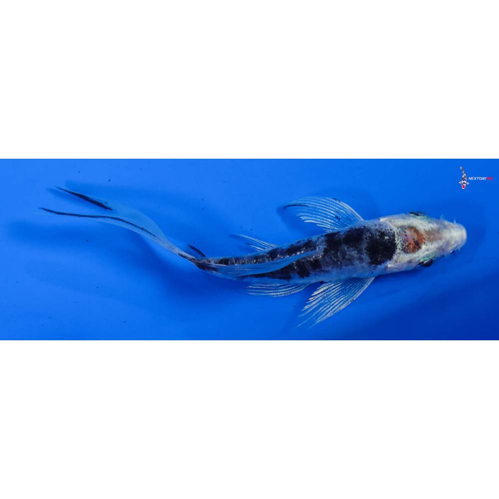 3.5” Imported Armor Scaled Gin Shiro Bekko Butterfly Koi | Next Day Koi ...