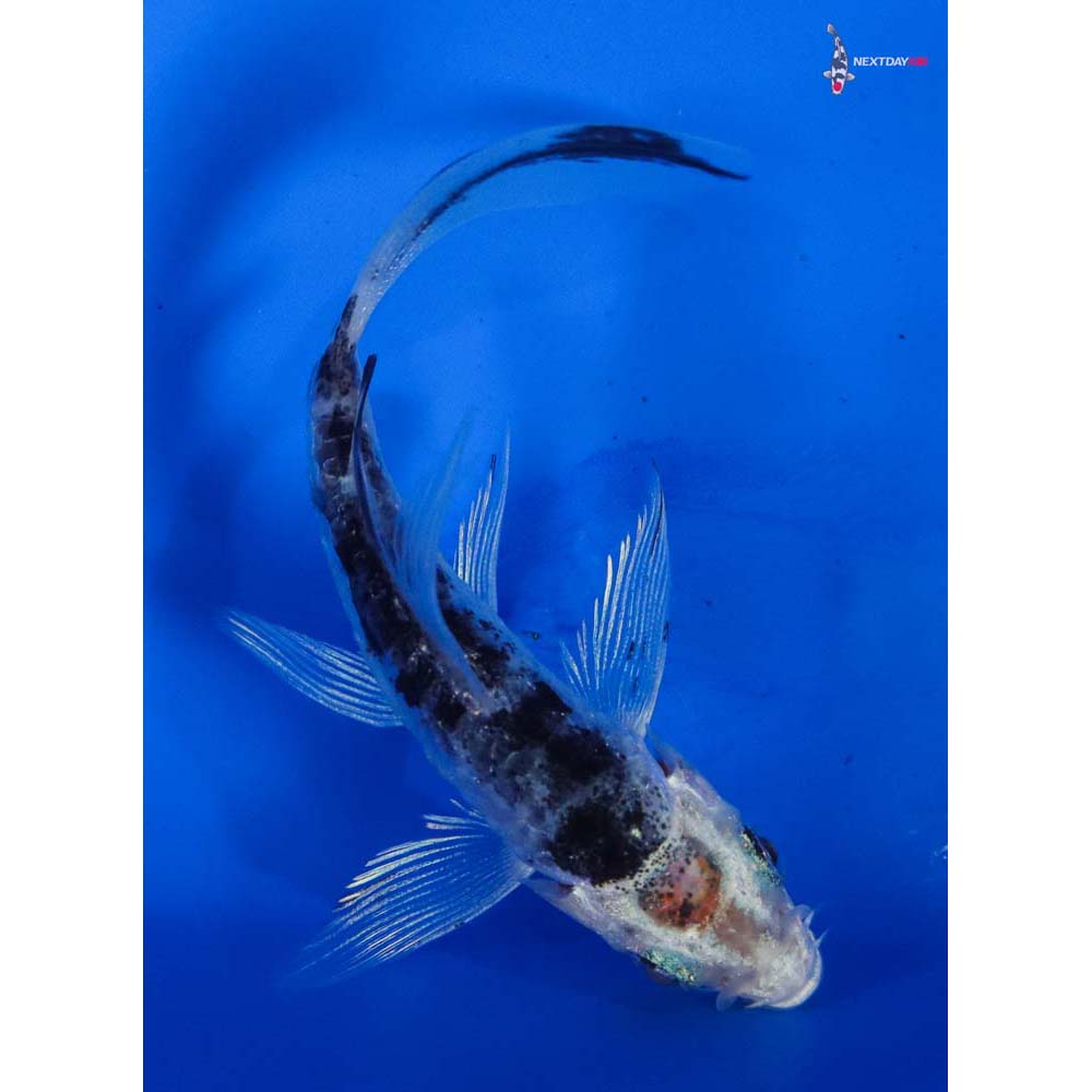 3.5” Imported Armor Scaled Gin Shiro Bekko Butterfly Koi | Next Day Koi ...