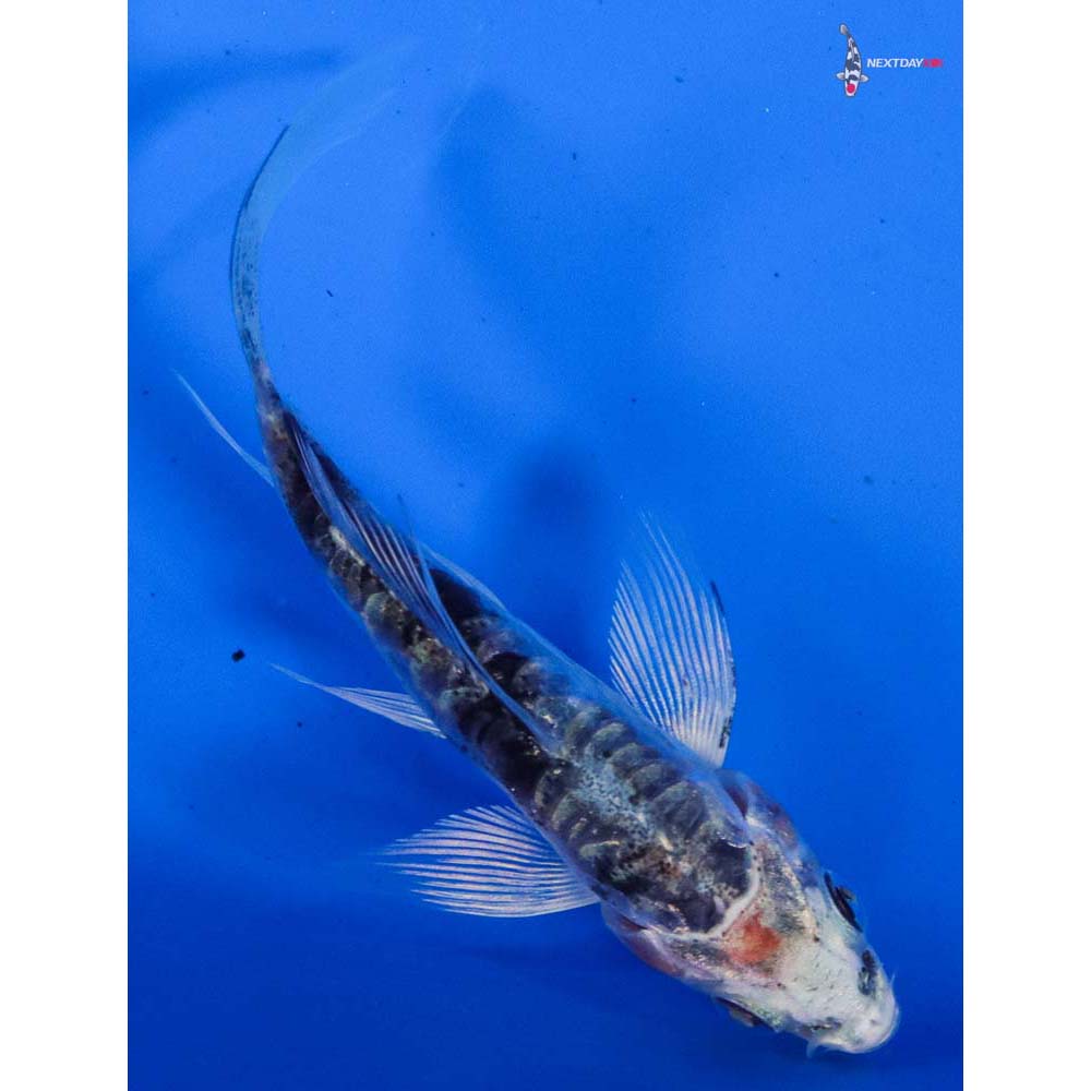 3.5” Imported Doitsu Gin Shiro Bekko Butterfly Koi | Next Day Koi | Koi ...