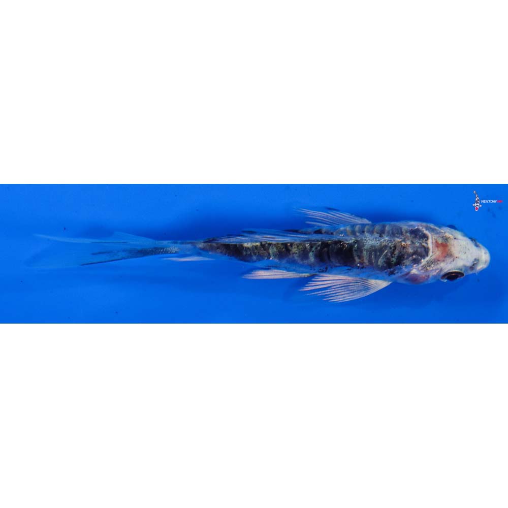 3.5” Imported Doitsu Gin Shiro Bekko Butterfly Koi | Next Day Koi | Koi ...